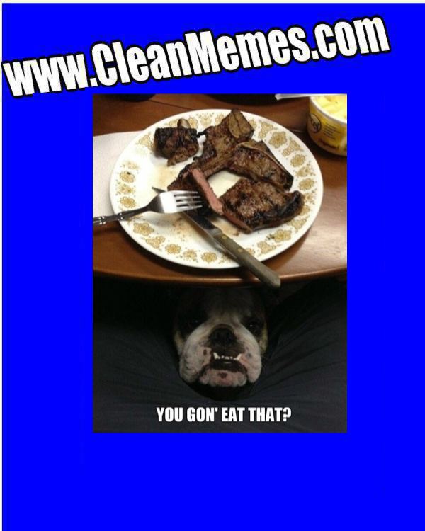 Moose Memes – Clean Memes