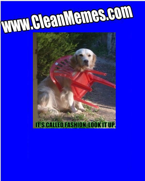 Cat meme drop 3-17-24 – Clean Memes