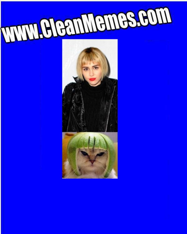 Cat Memes – Page 11 – Clean Memes