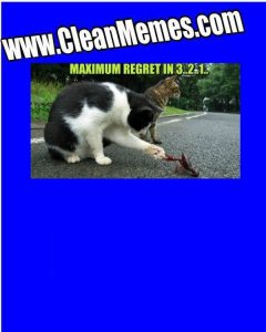 Cat Memes – Page 9 – Clean Memes