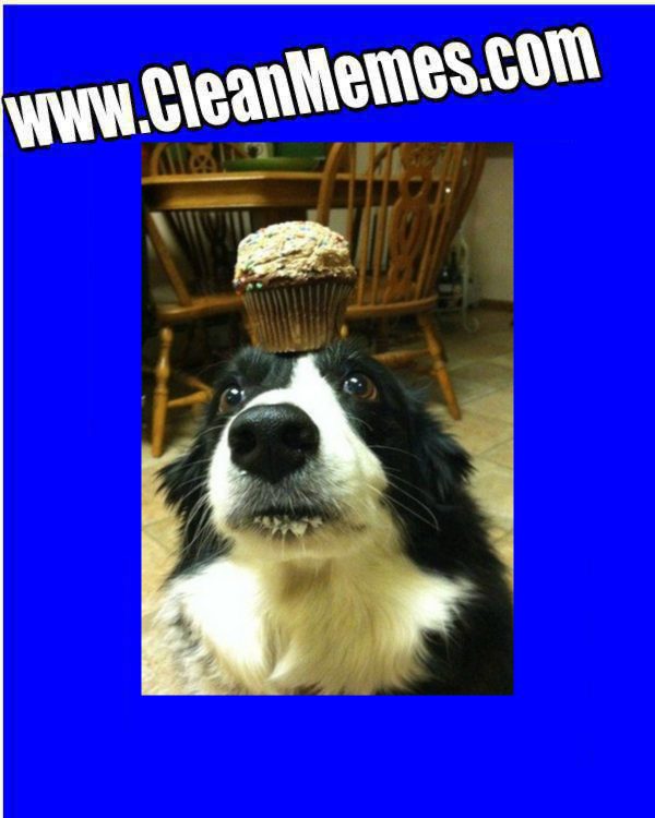 Self Control Dog – Clean Memes