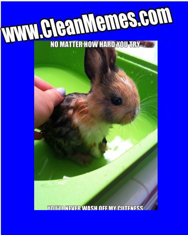 Little Bunny Memes 26 Bunny Memes That Are Way Too Cute For Your