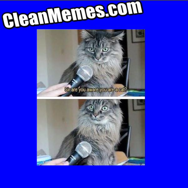Cat Memes – Page 2 – Clean Memes