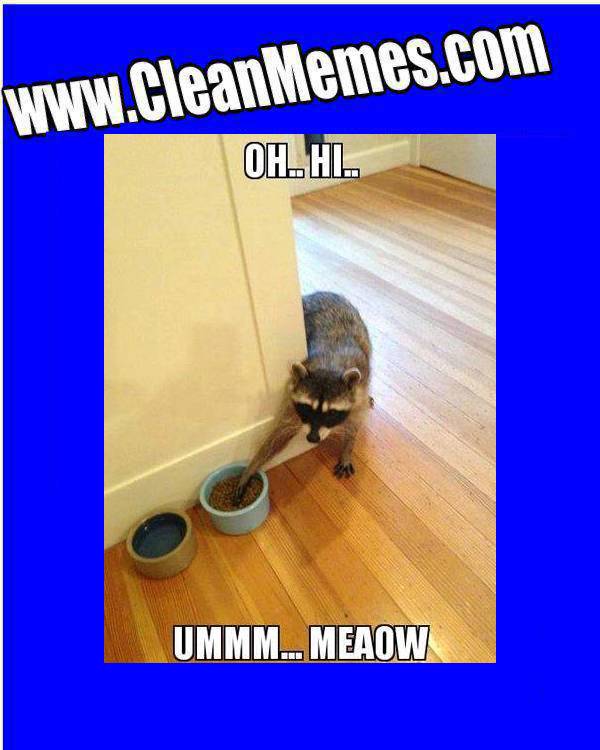 Capybara Memes – Clean Memes