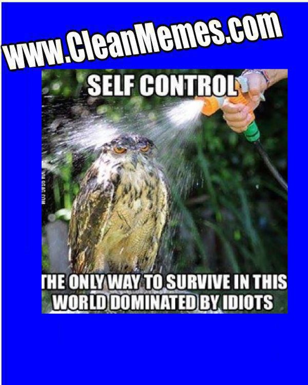 Self Control Owl – Clean Memes