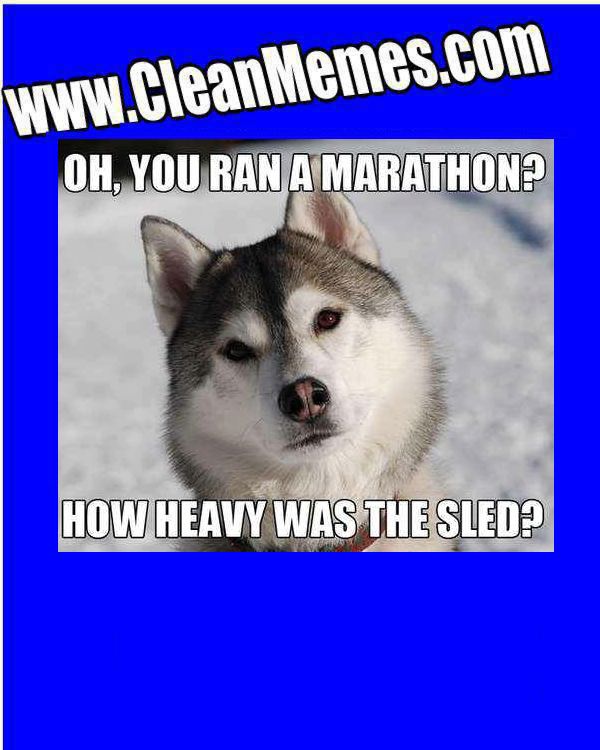 Cat meme drop 4-26-24 – Clean Memes