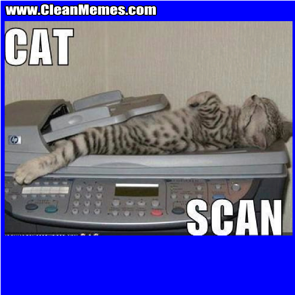Cat Scan – Clean Memes