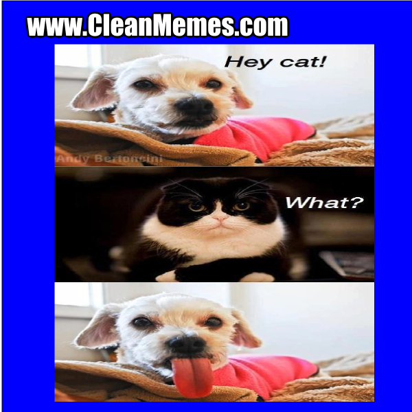 Hey Cat Memes Hey Remember Me? Confession Cat Meme Generator