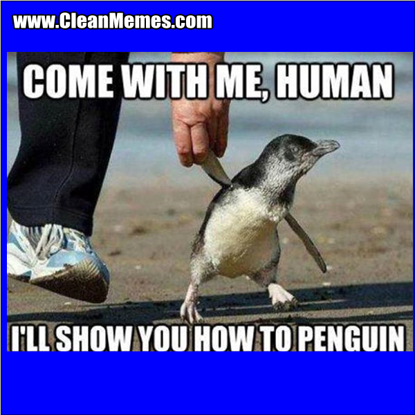 Funny Penguin Meme