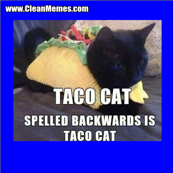 Taco Cat – Clean Memes