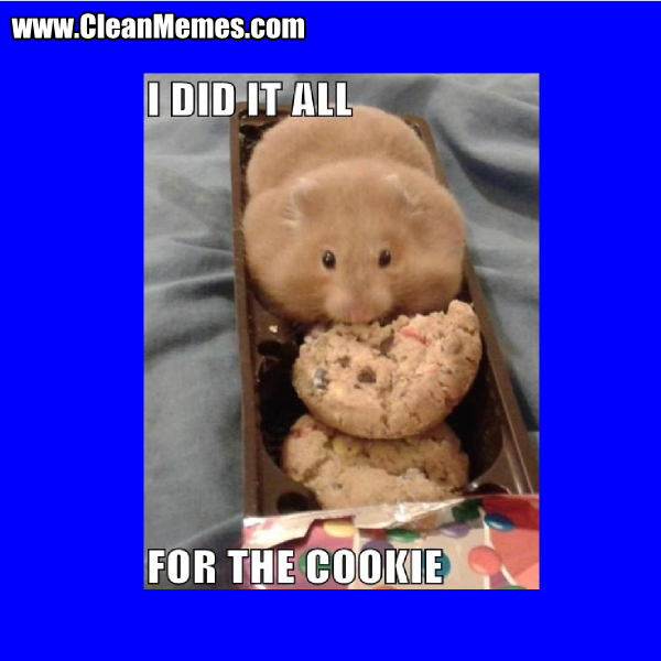 Memes Cookies Chocolate Chip Cookies In The New York Times! The
