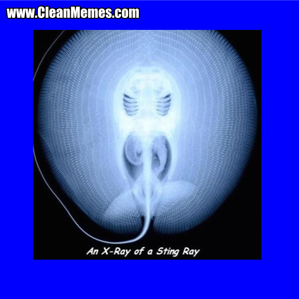 Sting Ray – Clean Memes