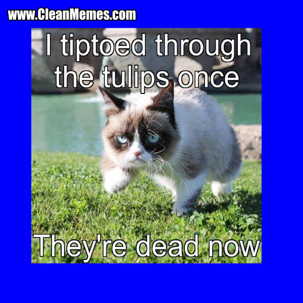 Funny Dead Cat Memes When You Think The Main Character Is Dead…