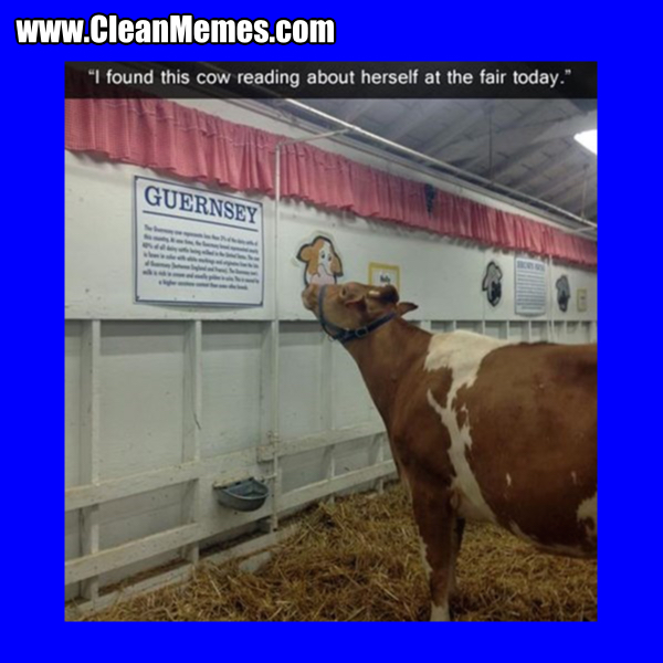 Funny Cows Memes
