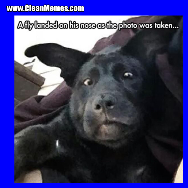 Fly On His Nose – Clean Memes