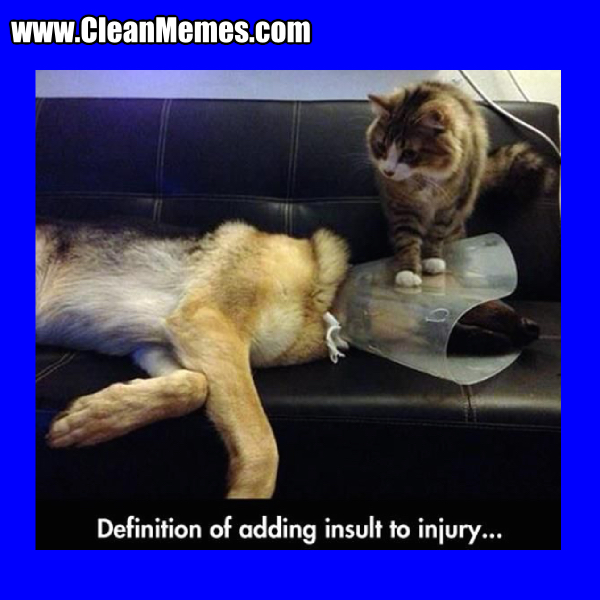 Injured Animal Memes Owners” Knowingly Left Him Injured And