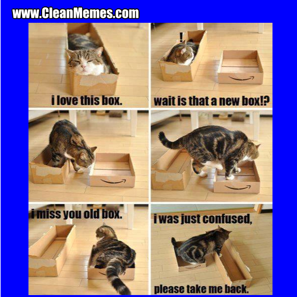 Cat Box Meme