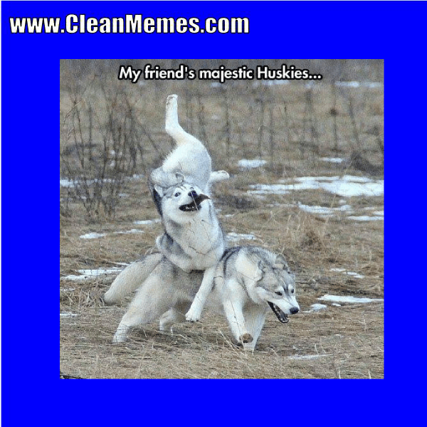 Memes About Huskies