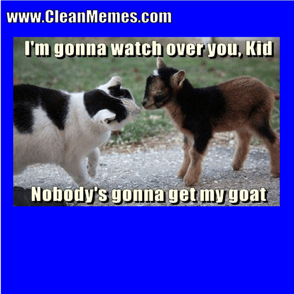 Goat Love Memes Screaming Goats: 3 Times Goats Yelled Like Humans