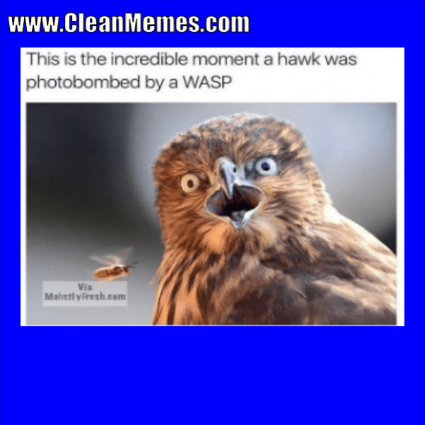 Watch Scary Movies – Clean Memes