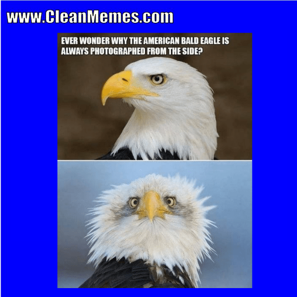 Clean Memes – Page 271 – The best and most clean memes online.