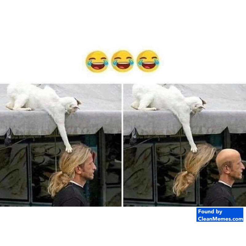 Cat Memes – Page 6 – Clean Memes