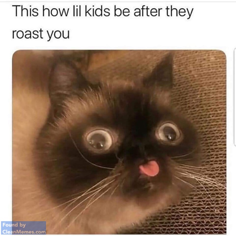 Cat Memes – Page 6 – Clean Memes