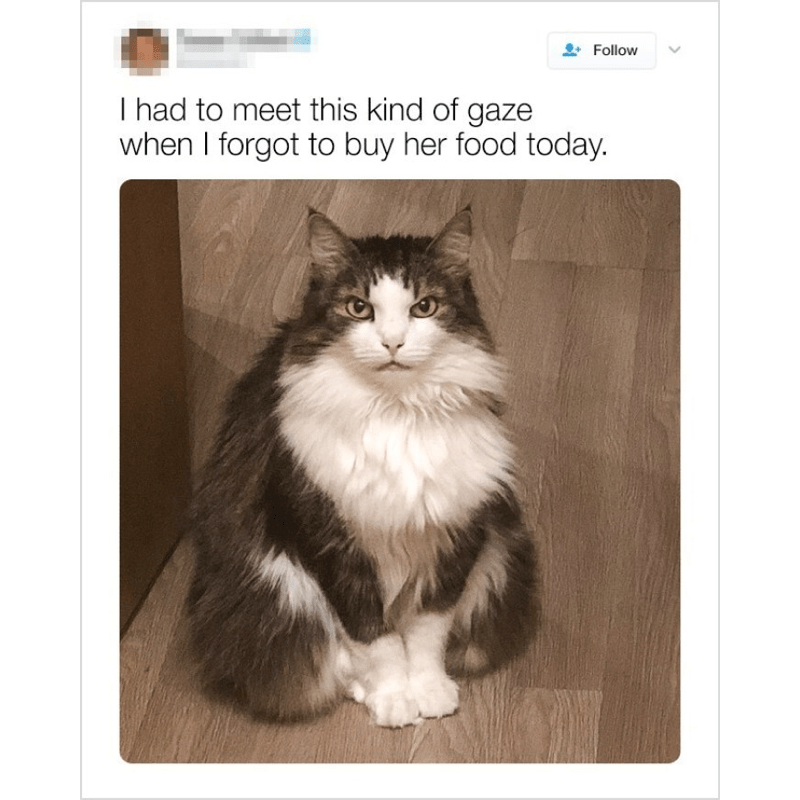 Cat Memes – Page 5 – Clean Memes