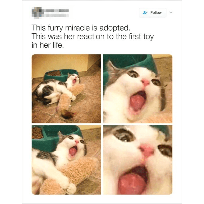 Cat Memes – Page 5 – Clean Memes