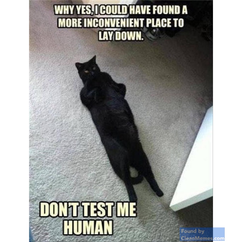 Cat Memes – Page 5 – Clean Memes