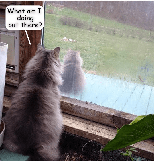 Cat Memes – Page 4 – Clean Memes