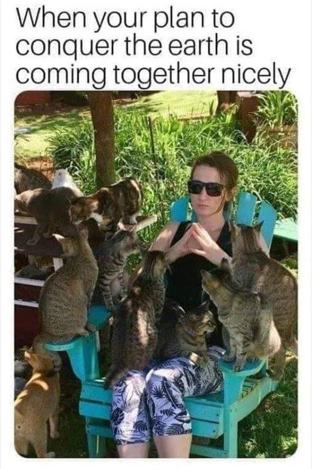 Cat Memes – Clean Memes