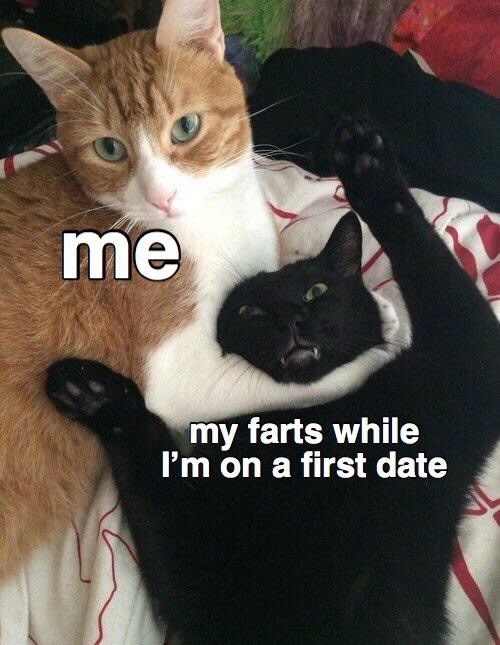 Cat Memes – Clean Memes