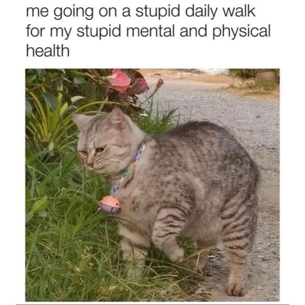 Cat meme drop 4-22-24 – Clean Memes