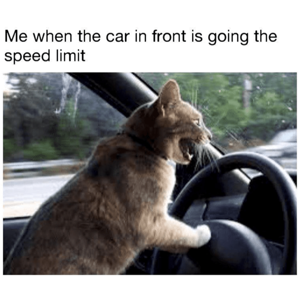 Cat meme drop 2-5-24 – Clean Memes