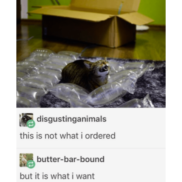 Cat meme drop 12-24-23 – Clean Memes