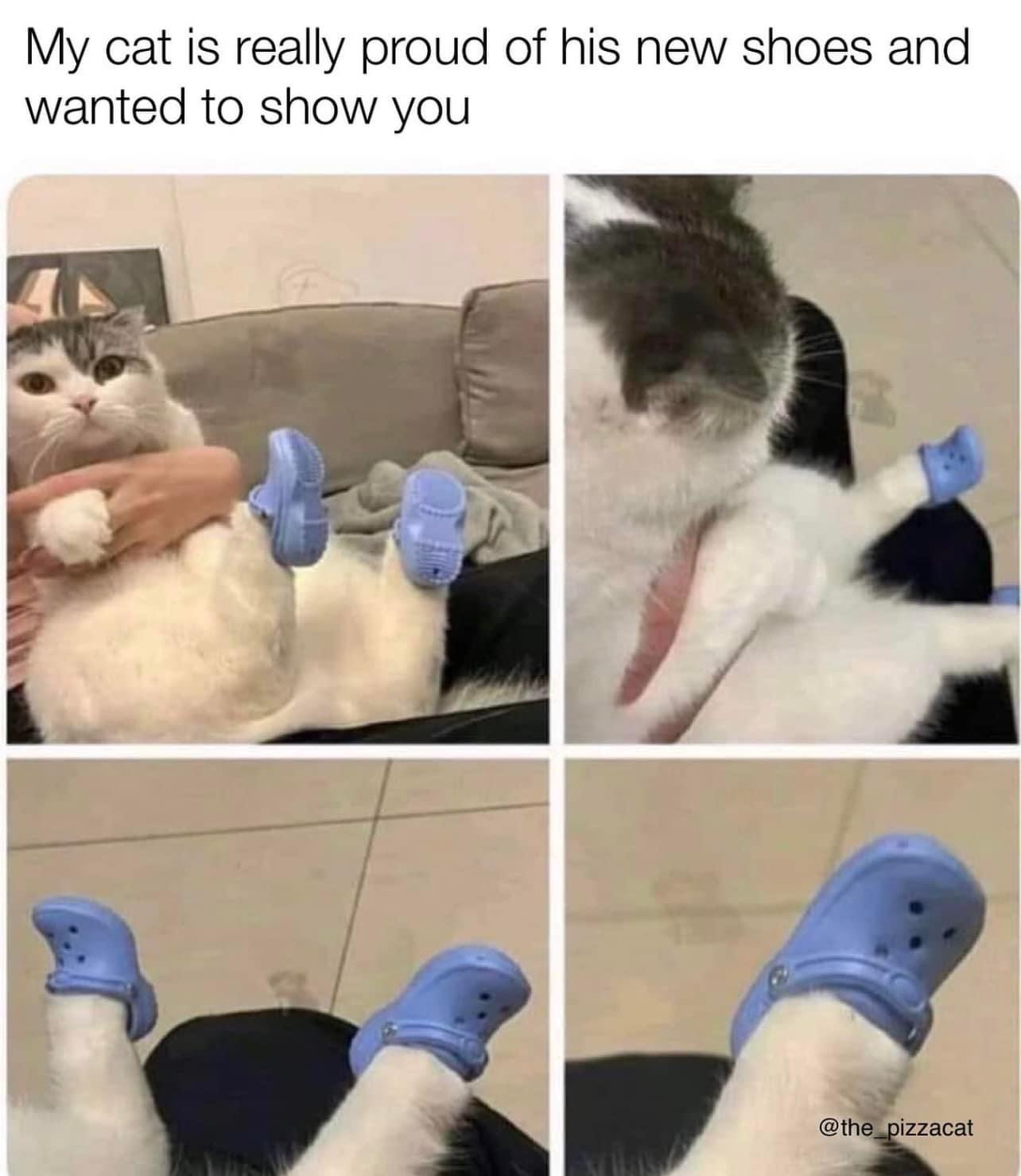 Cat memes drop 11-17-23 – Clean Memes