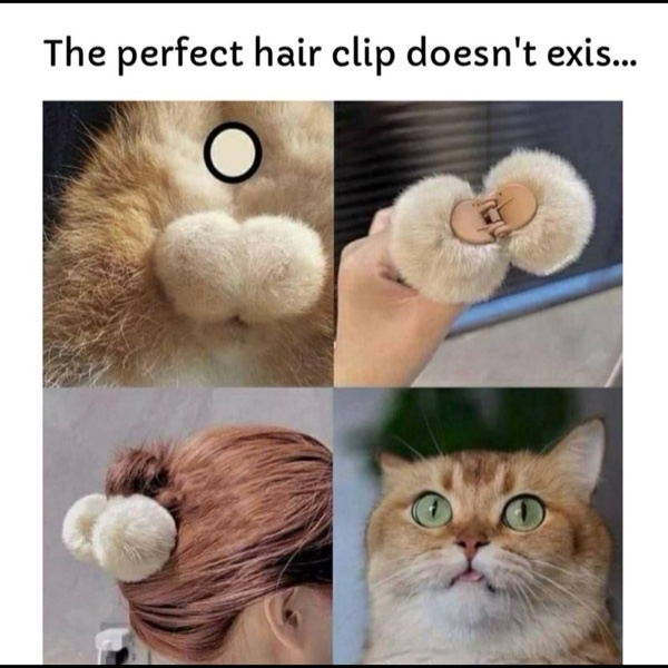 Cat meme drop 5-29-24 – Clean Memes