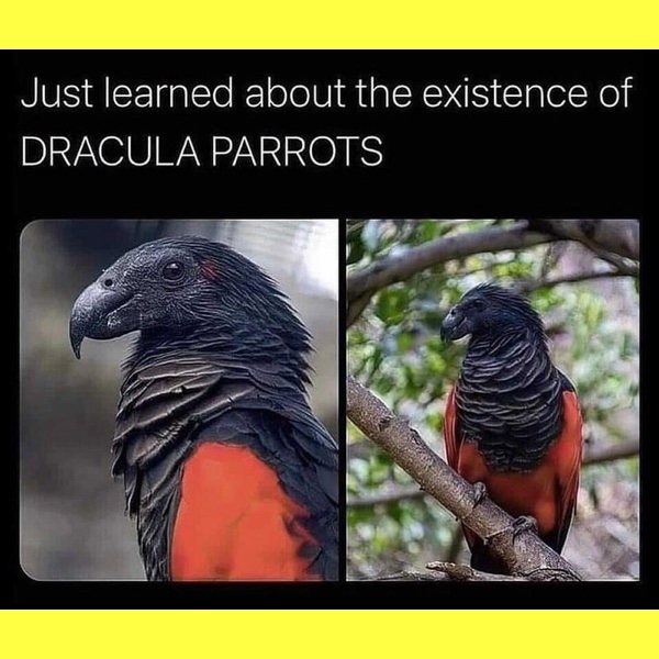 Mink Memes – Clean Memes