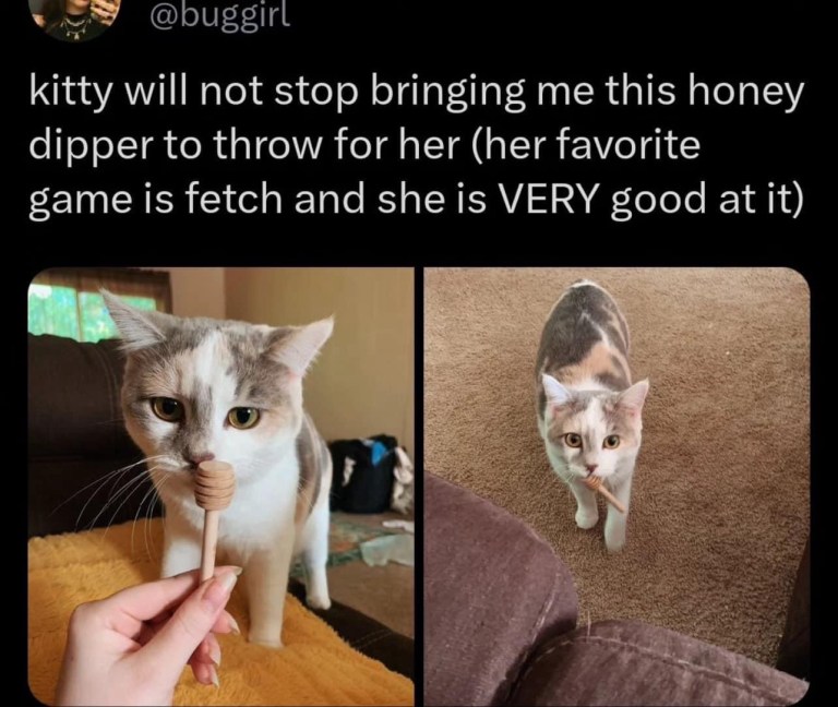 Cat Memes – Page 2 – Clean Memes