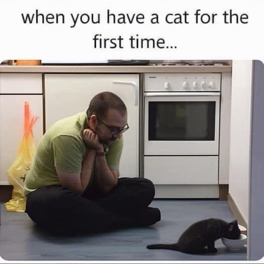 Cat meme drop 7-13-24 – Clean Memes