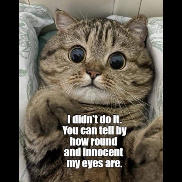 Cat meme drop 7-16-24 – Clean Memes