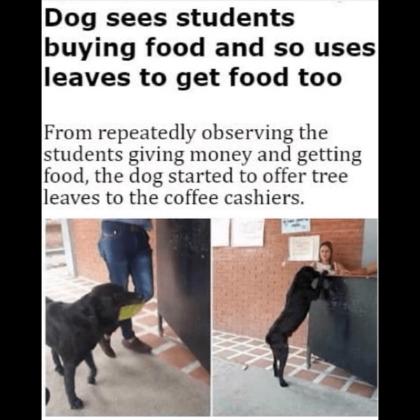 Dog Memes – Clean Memes