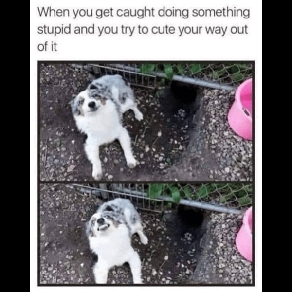 Dog Memes – Clean Memes