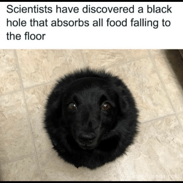 Dog Memes – Clean Memes