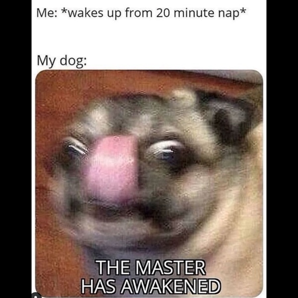 Dog Memes – Clean Memes