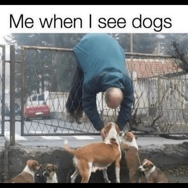 Dog Memes – Clean Memes