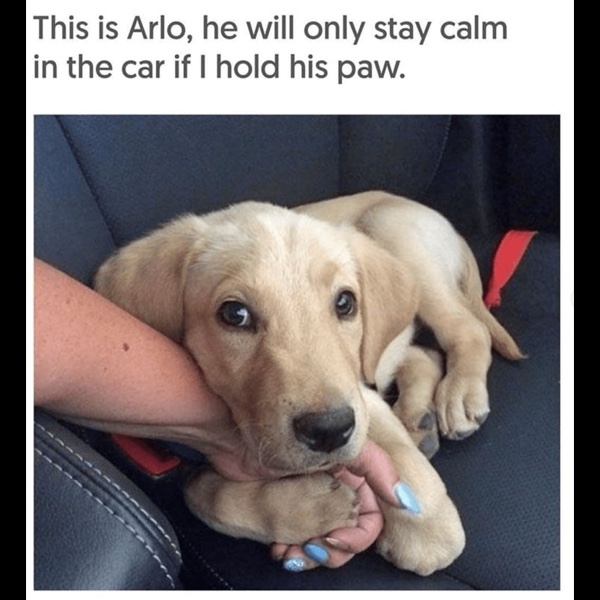 Dog Memes – Clean Memes