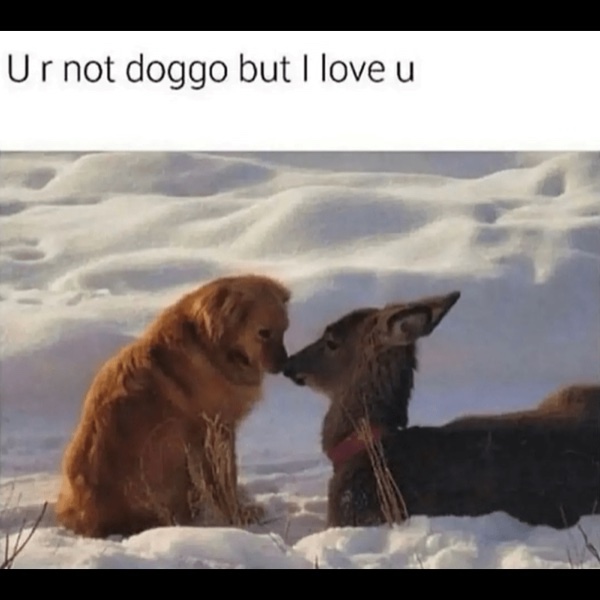 Dog Memes – Clean Memes