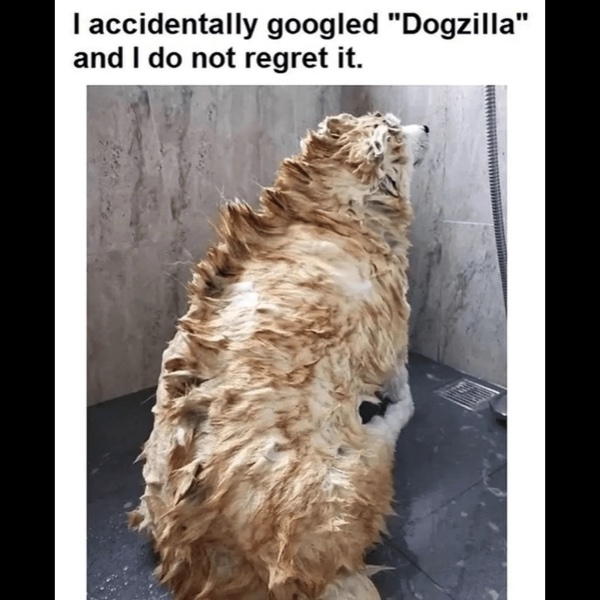 Dog Memes – Clean Memes